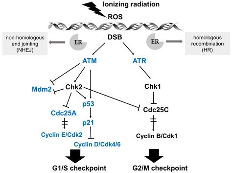 Ijms Free Full Text Estrogen Receptor Signaling In Radiotherapy