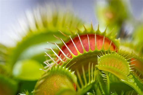 Artificial Neurons Can Make Venus Flytrap Snap Scimex