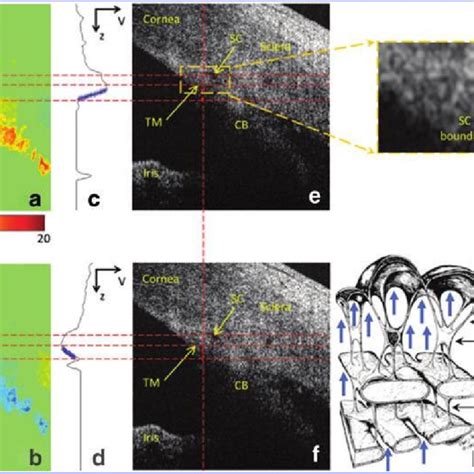 Pdf Intraocular Pressure Regulation Findings Of Pulse Dependent