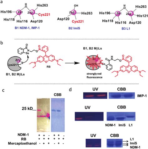The Active Site Structures Of B1 B2 And B3 Subclass Mbls A