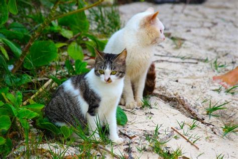 茨城県の猫を保護する地域活動と野良猫を新しく迎え入れる際の注意点について 稲川動物病院｜茨城県下妻市を中心に八千代町・筑西市・常総市近くで