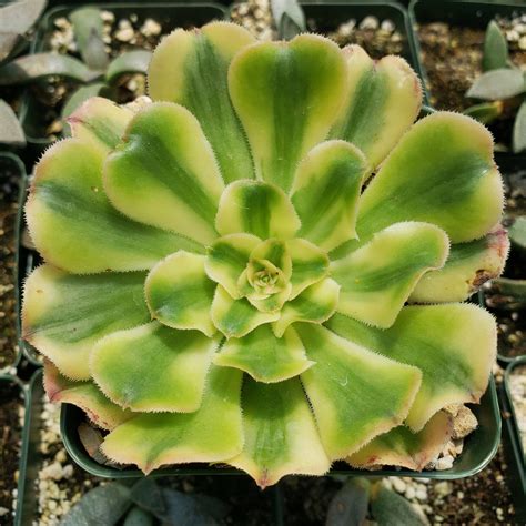Buy Aeonium Arboreum Luteovariegatum Succulent Planet Desert