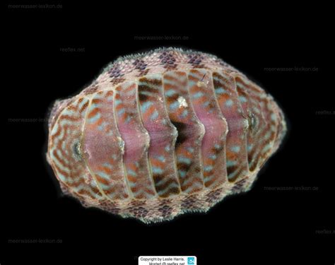 Chiton Cumingsii Chiton