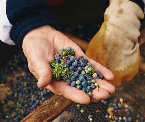 Bartenders Are Going Wild For Worlds First Premier Cru Gin Maxim