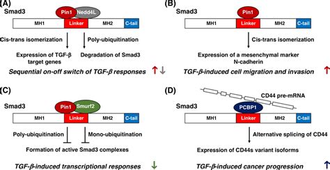 Regulation of transforming growth factorβ TGFβ signaling by Download Scientific Diagram