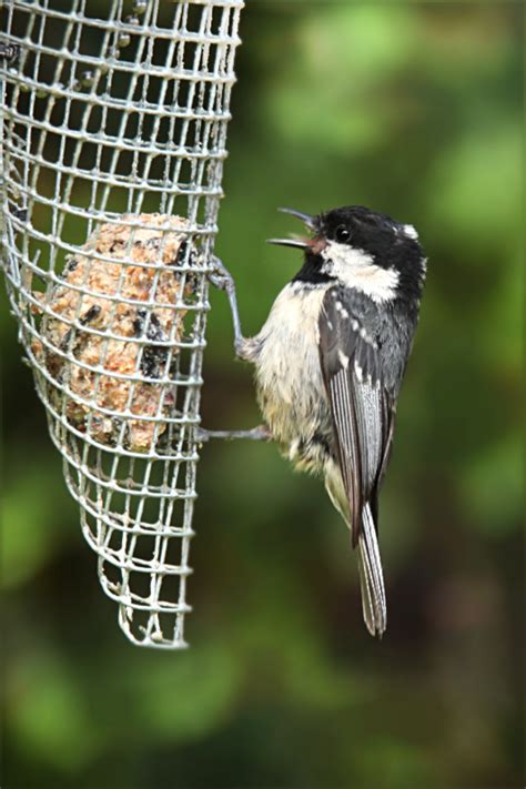 картинки филиал крыло Дикая природа Молодой клюв сад Фауна Позвоночный Зяблик