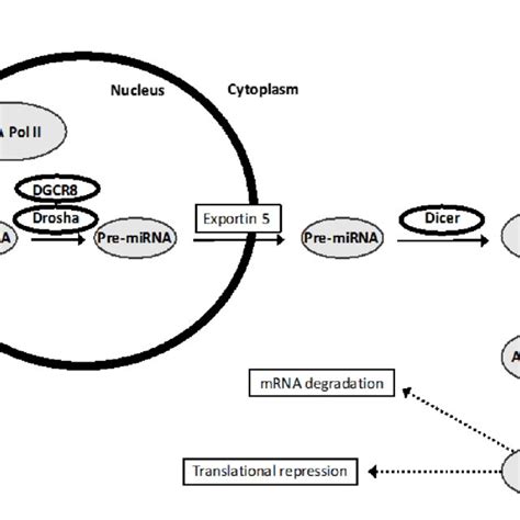 Mirs Involved In Deregulation Of Nutrient Sensing Pathway Schematic Download Scientific