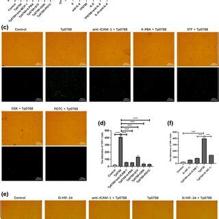 Tp0768 Promoted The THP1 Cells Migrating And Adhering To Vascular