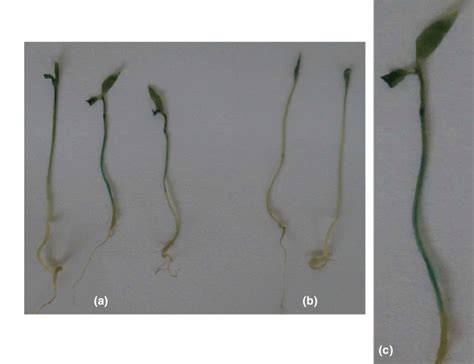 Gus Staining Of Infected Tomato Seedlings 56 Days After Inoculation By