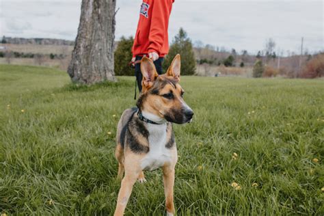 Pandemic Puppies Adult Dog Socialization Tips Ontario Spca And