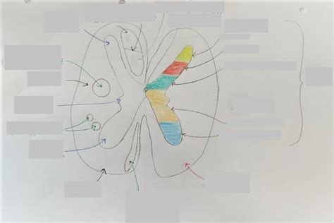 Physio Système Nerveux Schéma N°8 Diagram Quizlet