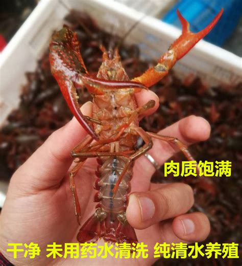 江苏盱眙清水小龙虾鲜活5斤装洪泽湖789钱特大活体青壳虾红头虾虎窝淘