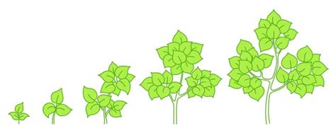 Growth Stages Of Garden Roses Plant Vector Illustration Shoots From