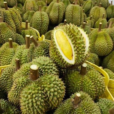 오늘과일 태국 몬통 생 두리안