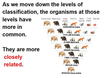 Binomial Nomenclature Guided Notes By Cari Hauge TpT