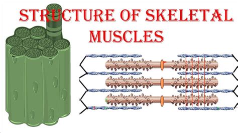 Structure Of Skeletal Muscle Youtube