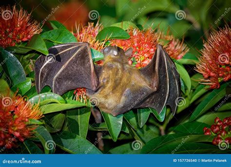 Lesser Short Nosed Fruit Bat Cynopterus Brachyotis Species Of Megabat