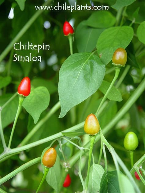 Chiltepin Sinaloa Live Chilepepper Plant