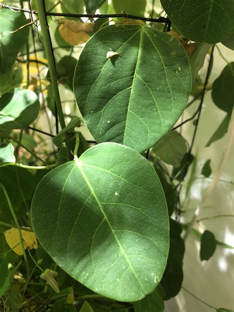 Passiflora Actinia Huruphansendk