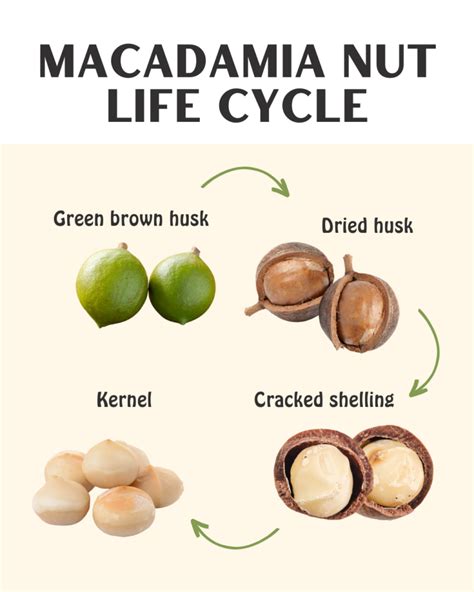 When And How To Harvest Macadamia Nuts