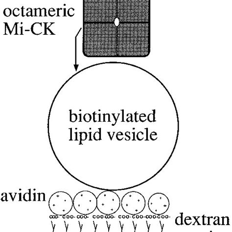 Schematic View Of The Sensor Chip Surface Used In The Biacore The