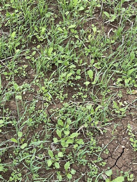 A Look At The Excellence Legacy Of Douglas King Seeds In Quality Seeds