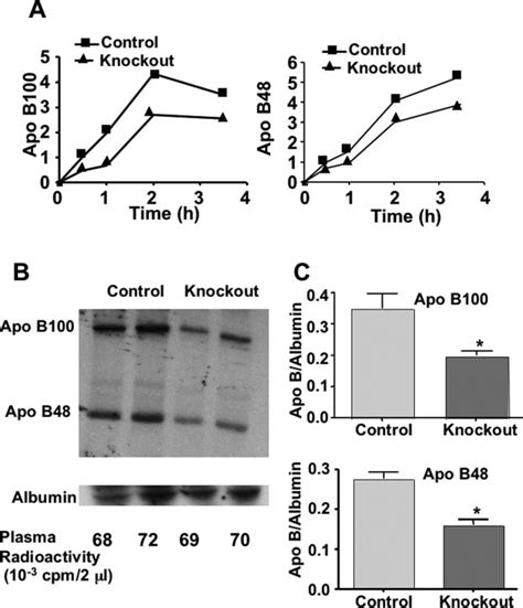 Secretion Of Hepatic Apob48 And Apob100 Into Plasma Male Mice Were