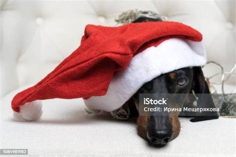 사랑 스 럽 고 슬픈 개 닥 스 훈 트 검정과 황갈색 산타 모자를 착용 하 고 흰색 안락의 자에서 새 해의 화 환 크리스마스를 위한 준비에 싸여를 닫습니다 12월에 대한