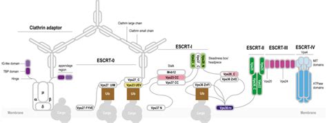 General Organization Of The Eukaryotic Escrt System And Its Connection Download Scientific