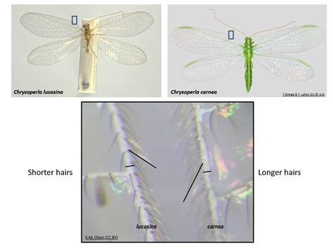 Chrysoperla Carnea Group And Peyerimhoffina Gracilis Lacewing And