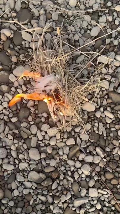 Survival Lifehack Bushcraft Survival Camping Lifehacks Outdoors Forest