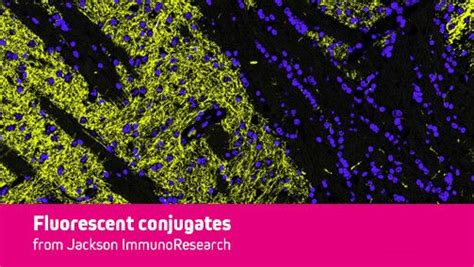 Jackson Immunoresearch On Linkedin New Alexa Fluor® 555 And 568