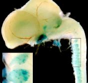 Runx3 In DRG TrkC Neurons Yoram Groner Lab