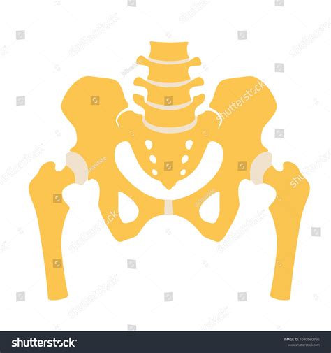 Medical Girdles Over 199 Royalty Free Licensable Stock Vectors