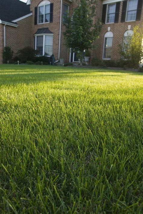 Titan Rx Grass Seed Visit Hiraeth