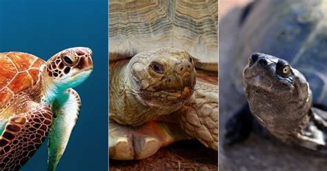 Turtle Tortoise Terrapin Whats The Difference