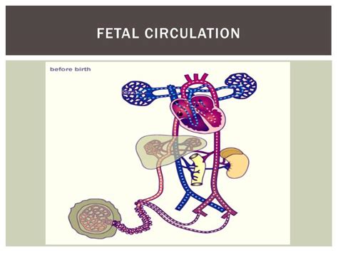 Ppt Fetal Circulation Powerpoint Presentation Id1820986