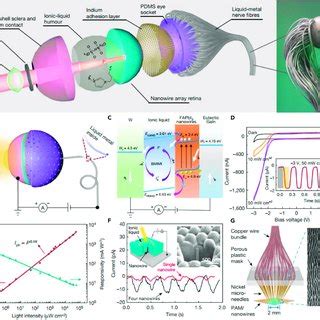Schematic Illustration Of The Biological Visual Perception System