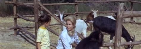 Watch Daktari S04e02 Clarence The Lionhearted Free Tv Shows Tubi