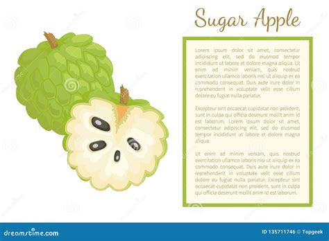 Sugar Apple Custard Apple Annona Sweetsop Vector On White Background