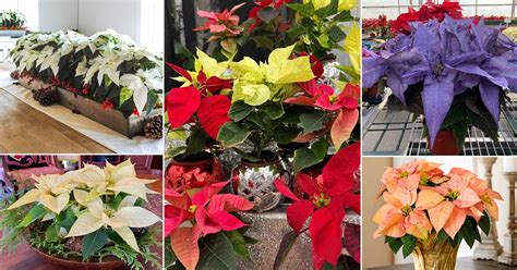 Poinsettia Different Colours
