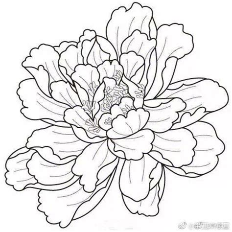 一组植物花卉的白描线稿 高清图片堆糖美图壁纸兴趣社区