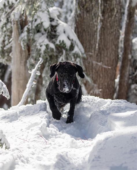 My 1 Year Old Rlabradors
