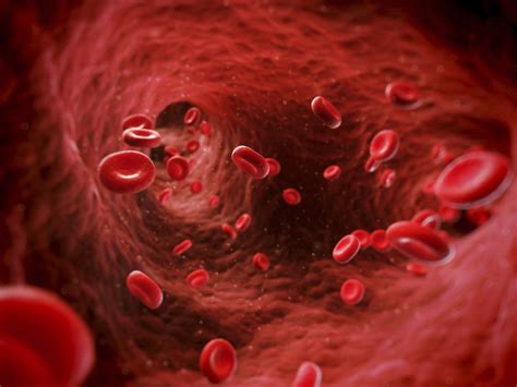 Open Vs Closed Circulatory Systemdifference Between Open