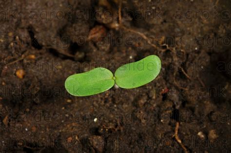 Cotiledones Agro Slide Bank