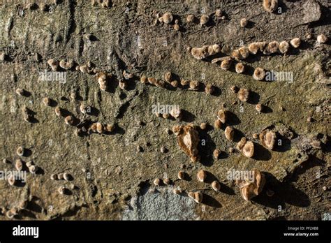 Fungi Growing On A Fallen Tree Trunk Stock Photo Alamy