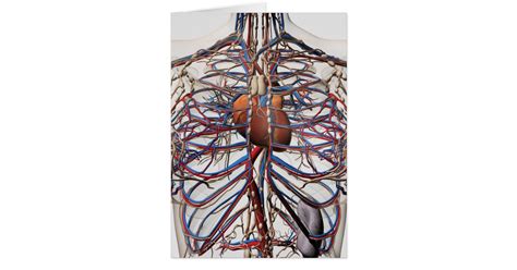 Medical Illustration Of Female Breast Arteries Zazzle