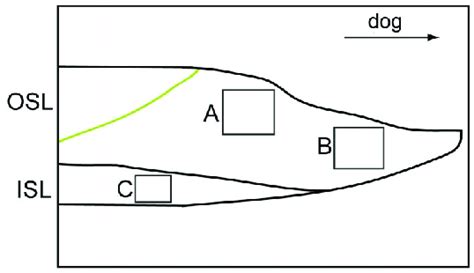 Sketch Of Outer Shell Margin From The Cross Section With Areas Where
