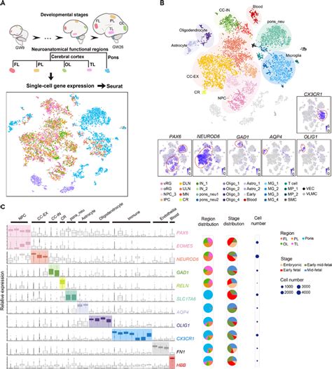 Cell Types In Human Embryonic And Fetal Brain Development A