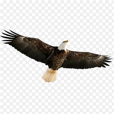 飞翔的雏鹰png图片素材下载图片编号qrmjdrbb 免抠素材网